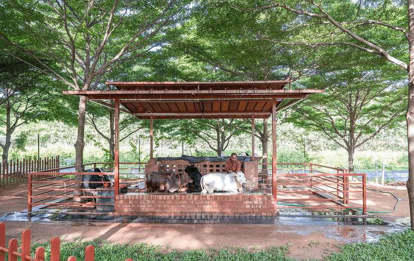 Kanha Shanti Vanam Gaushala – Sacred Indian Cow Sanctuary ...